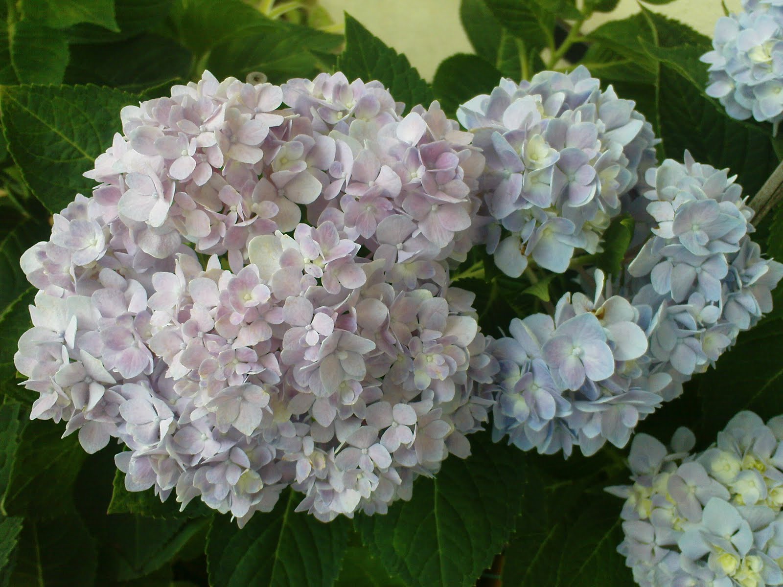 Berbudi Pada Tanah: Hydragea 2