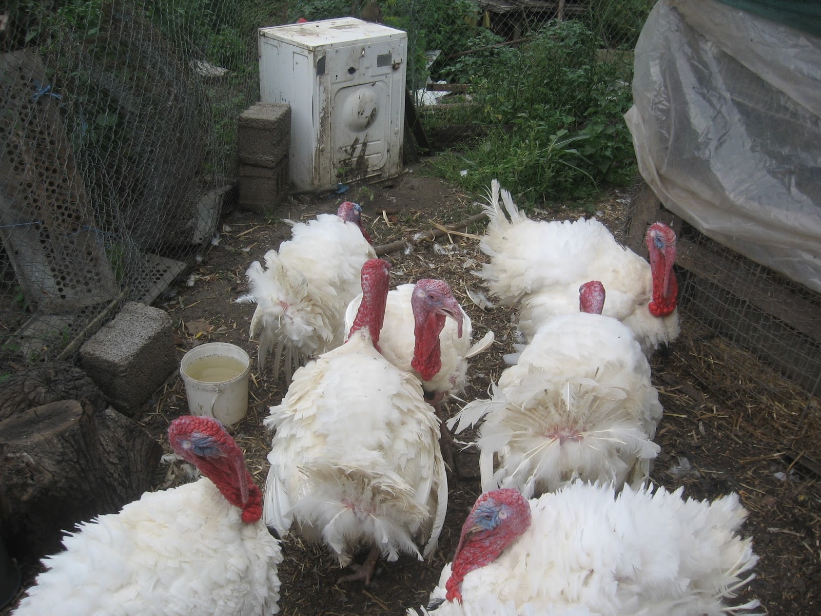 curci si curcani crescuti natural la tara: Vand ultimii 10 curcani din ...