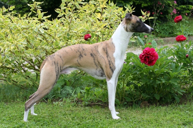 L'arche aux poils et aux plumes: Les races de lévriers