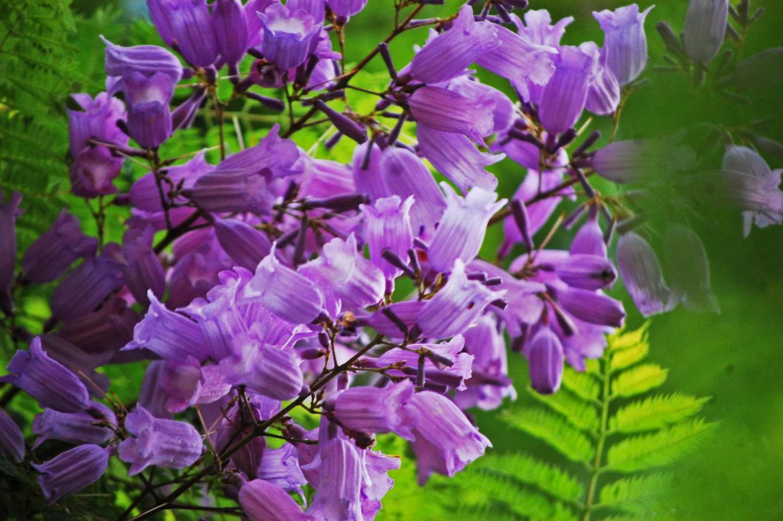 Pueblo Girardota: Agüita de Gualanday