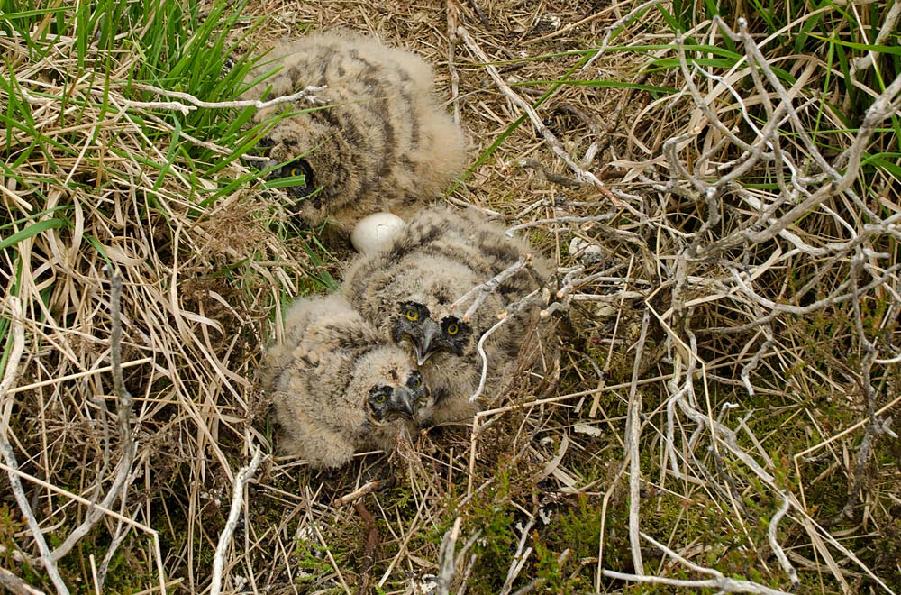 Making the Most of Moorlands