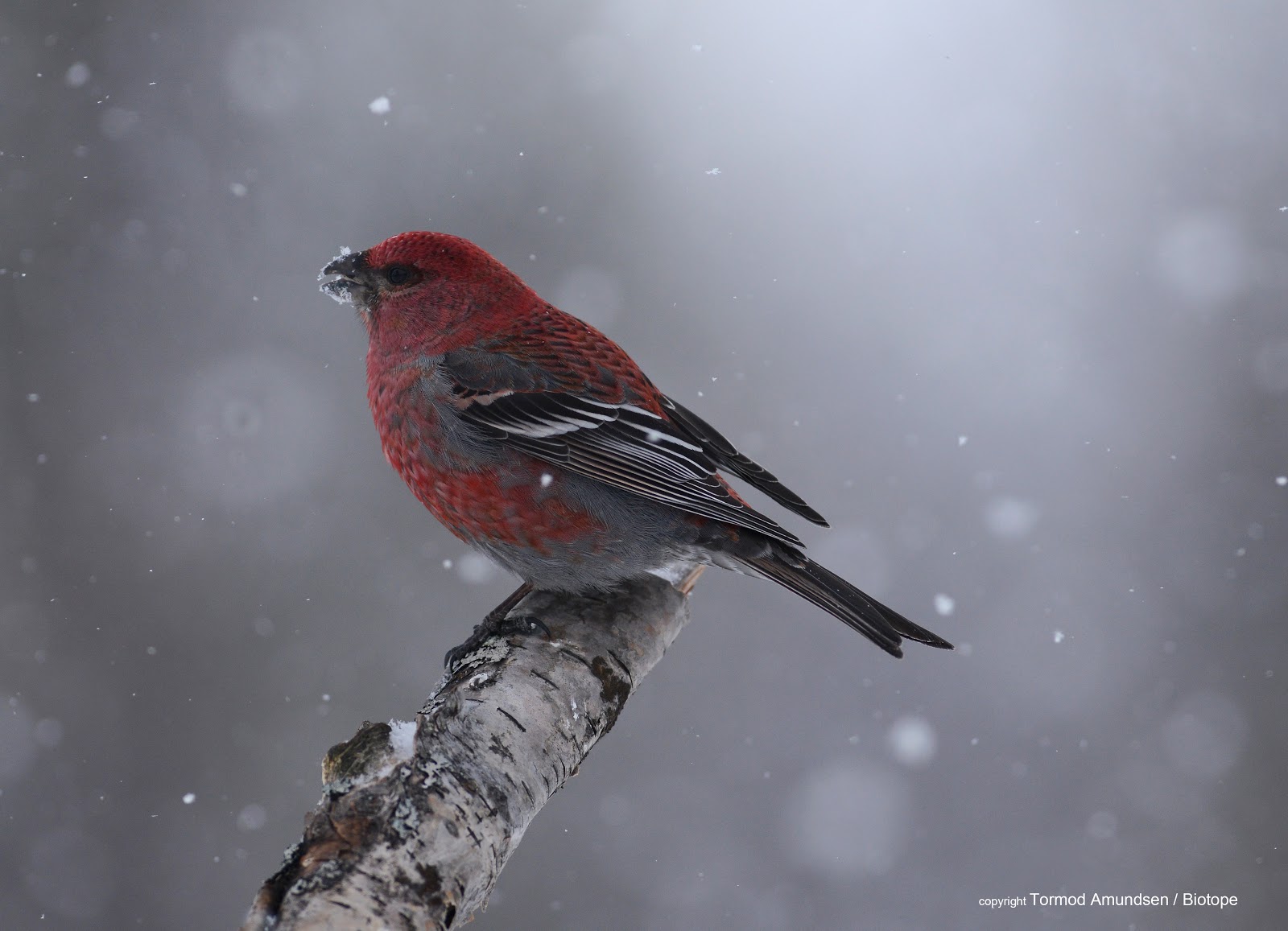 biotope: Taiga birding - the Gullfest 2013 prologue in Pasvik