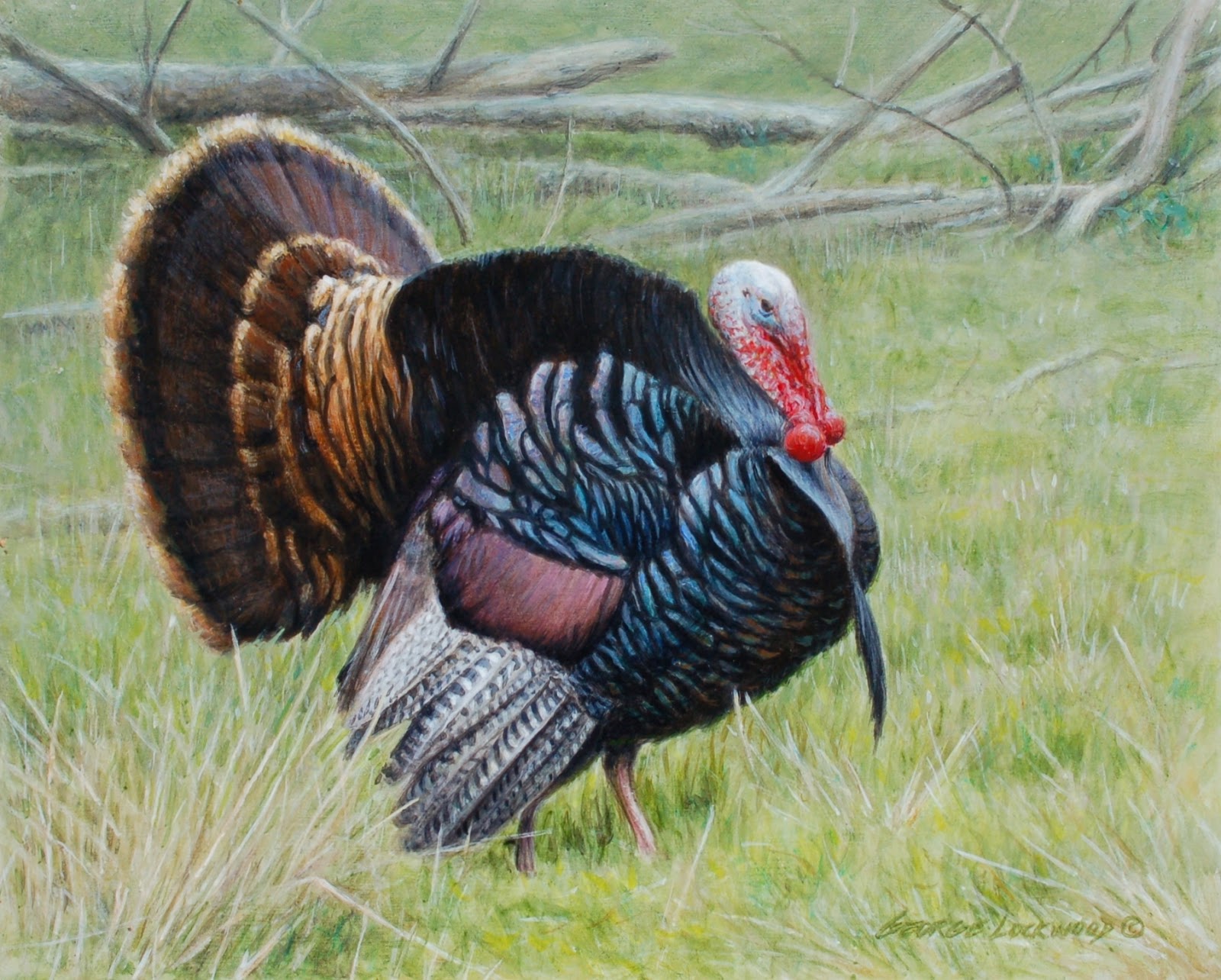 George Lockwood's Daily Paintings: Spring Turkey 8x10