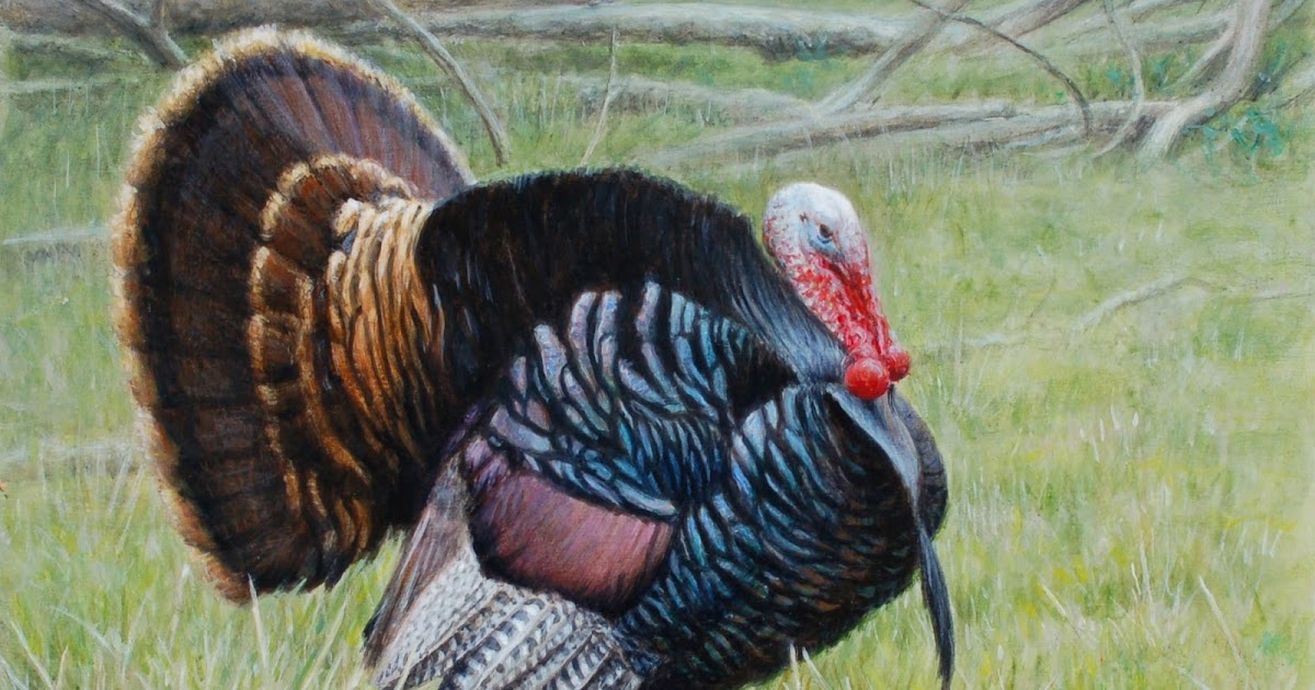 George Lockwood's Daily Paintings: Spring Turkey 8x10