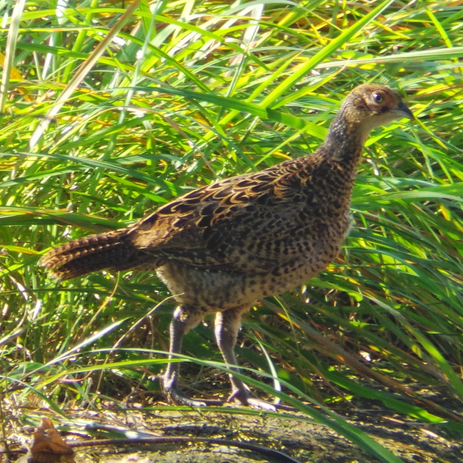 Mini Ornitho: Oiseaux du Japon en automne