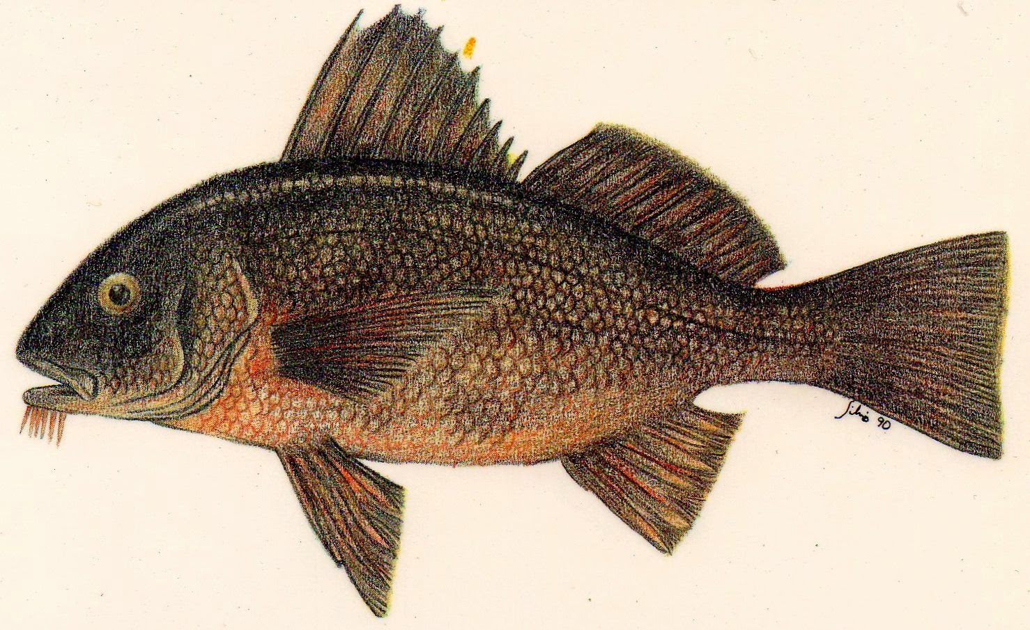 Revista Aruanã Lazer e Esporte no Meio Ambiente: DICIONÁRIO ARUANÃ ...