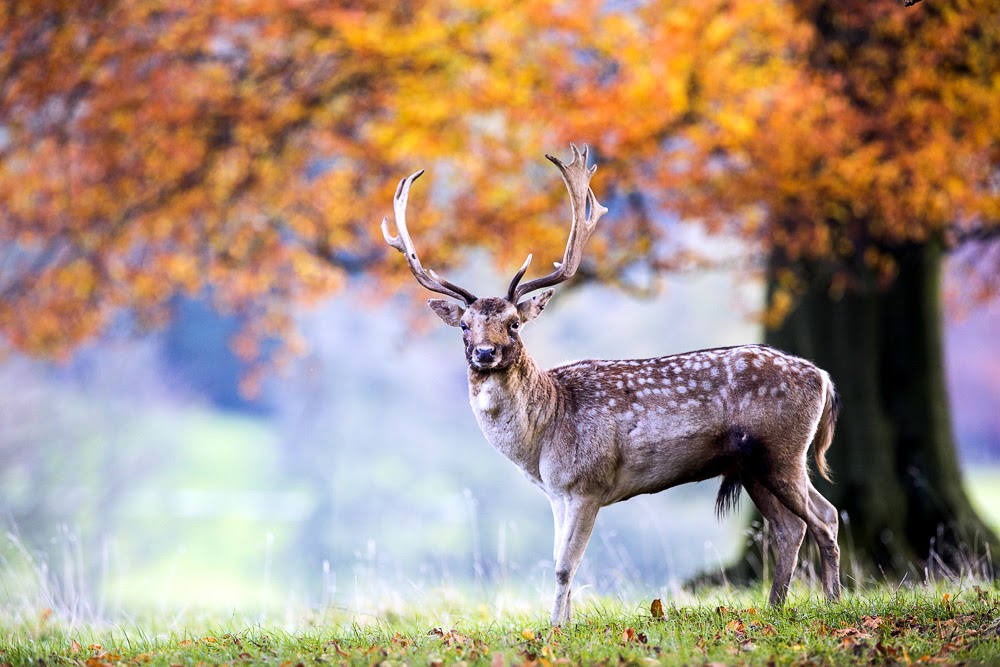 Darley Dale Wildlife: Fallow Deer with autumn colours