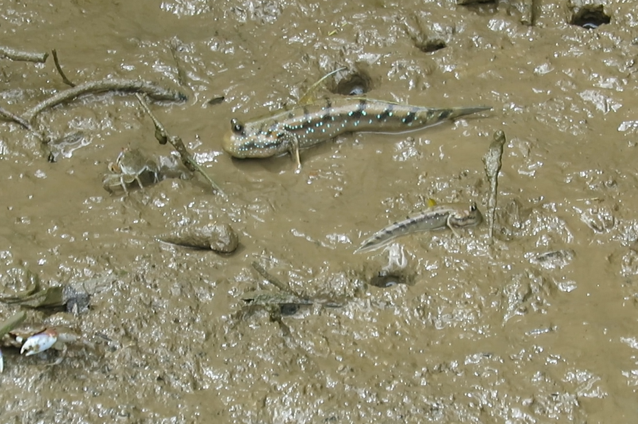 Life With 4 Boys: Things to Do in Langkawi: Jet Ski Island Tour