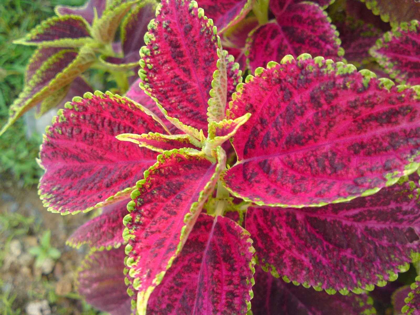 Gila Bunga: Pokok ati ati