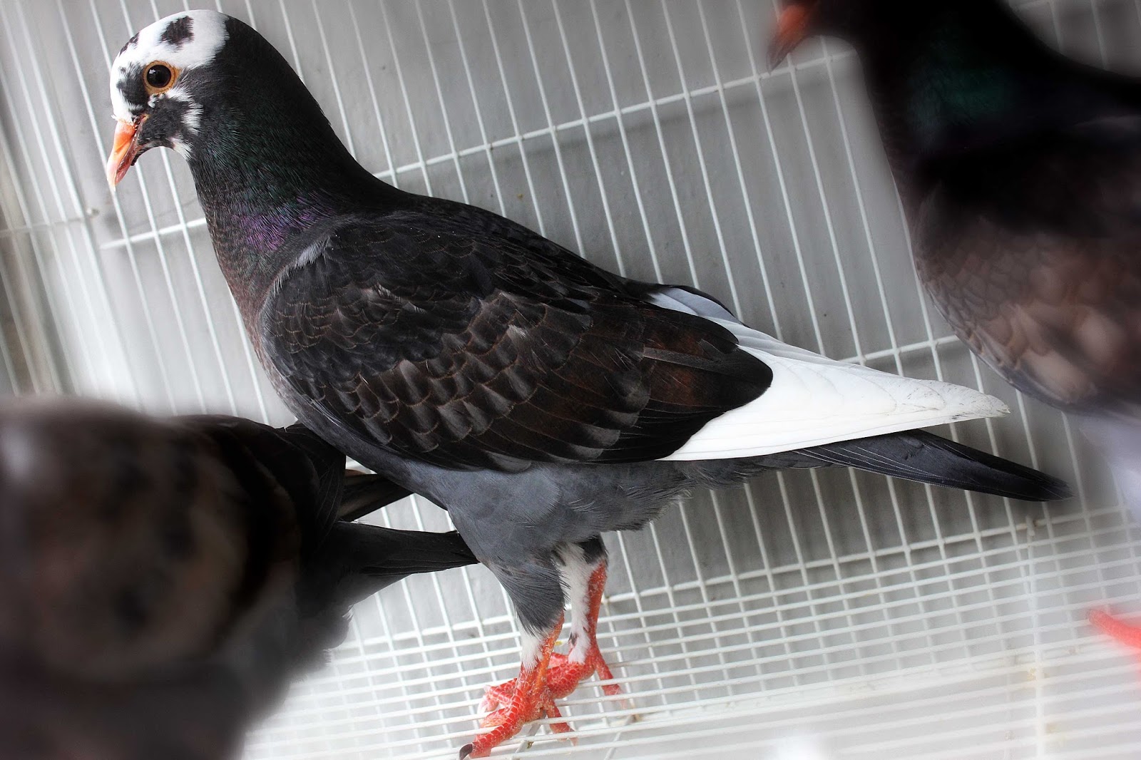 camperenik project: KARAKTER MERPATI BALAP DARI SEGI WARNA BULU