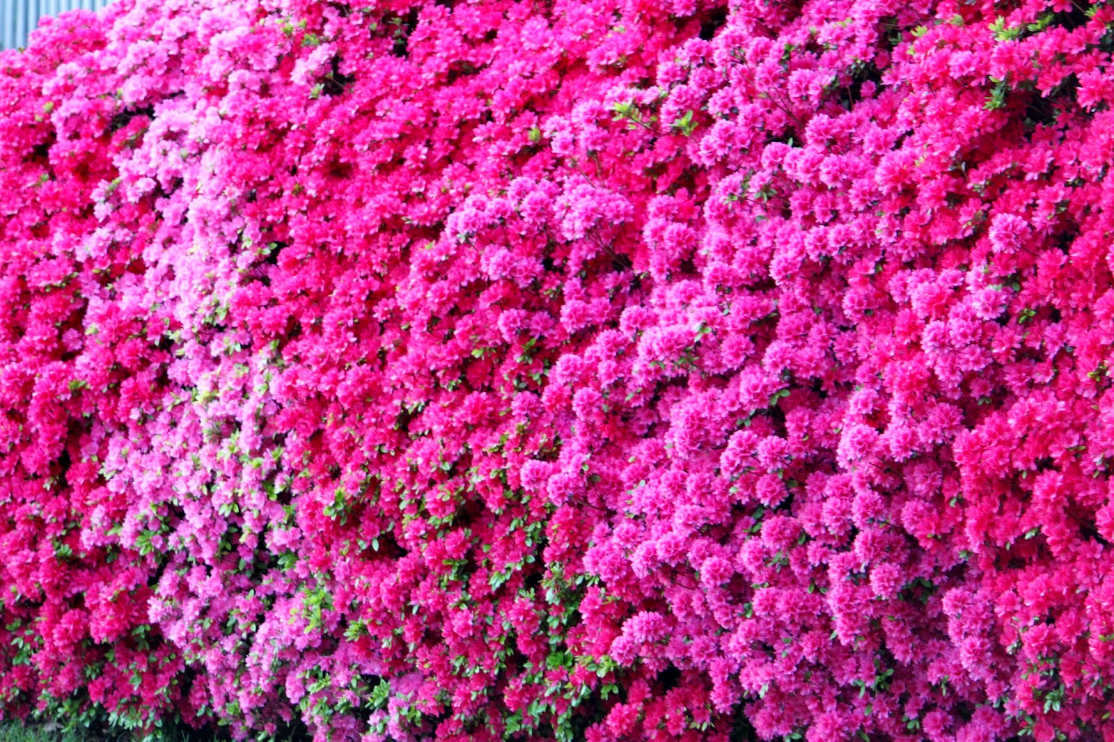 The Magic, Miracles and Joy of an Artist: Azalea Hedge