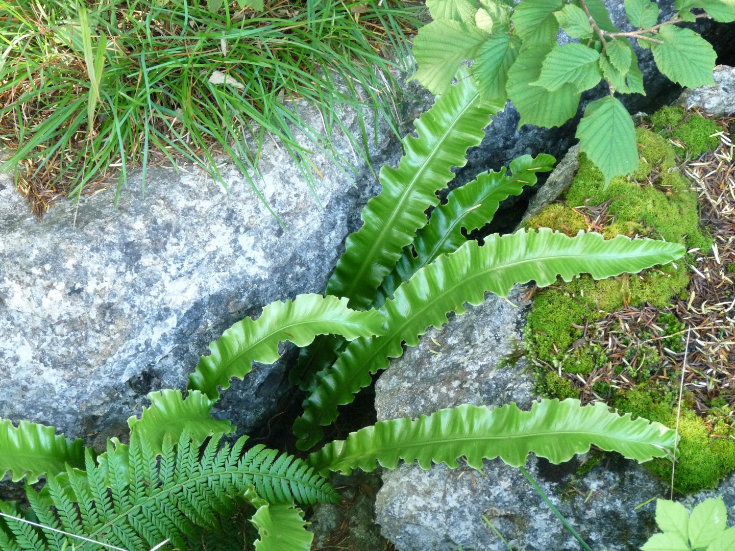 Hutton Roof's Special Ferns and More: Asplenium scolopendrium (Harts ...