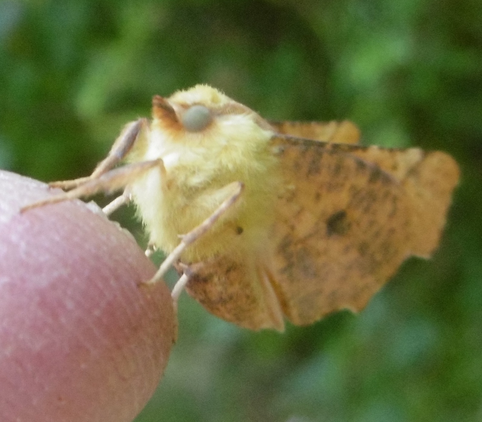 Martin's Moths: Chicken moth - and friends