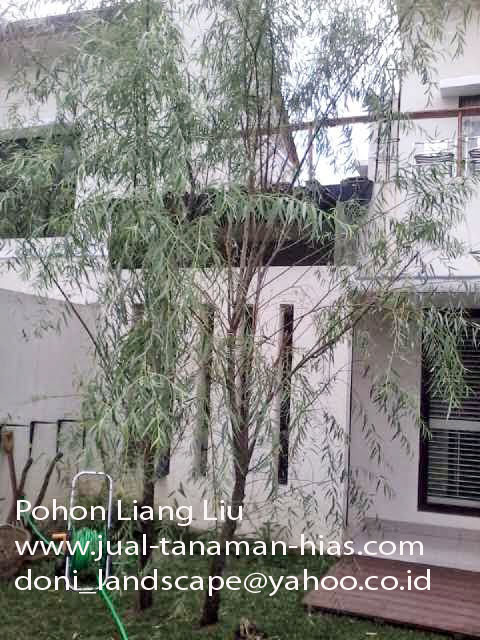 Jual Pohon Liang Liu | Tanaman Menjuntai | Pohon Pelindung ~ TUKANG TAMAN