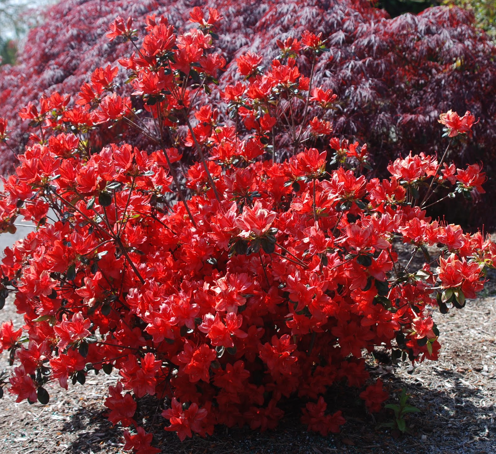 Kyle Gretchen Jack & Molly: Our red azaleas...