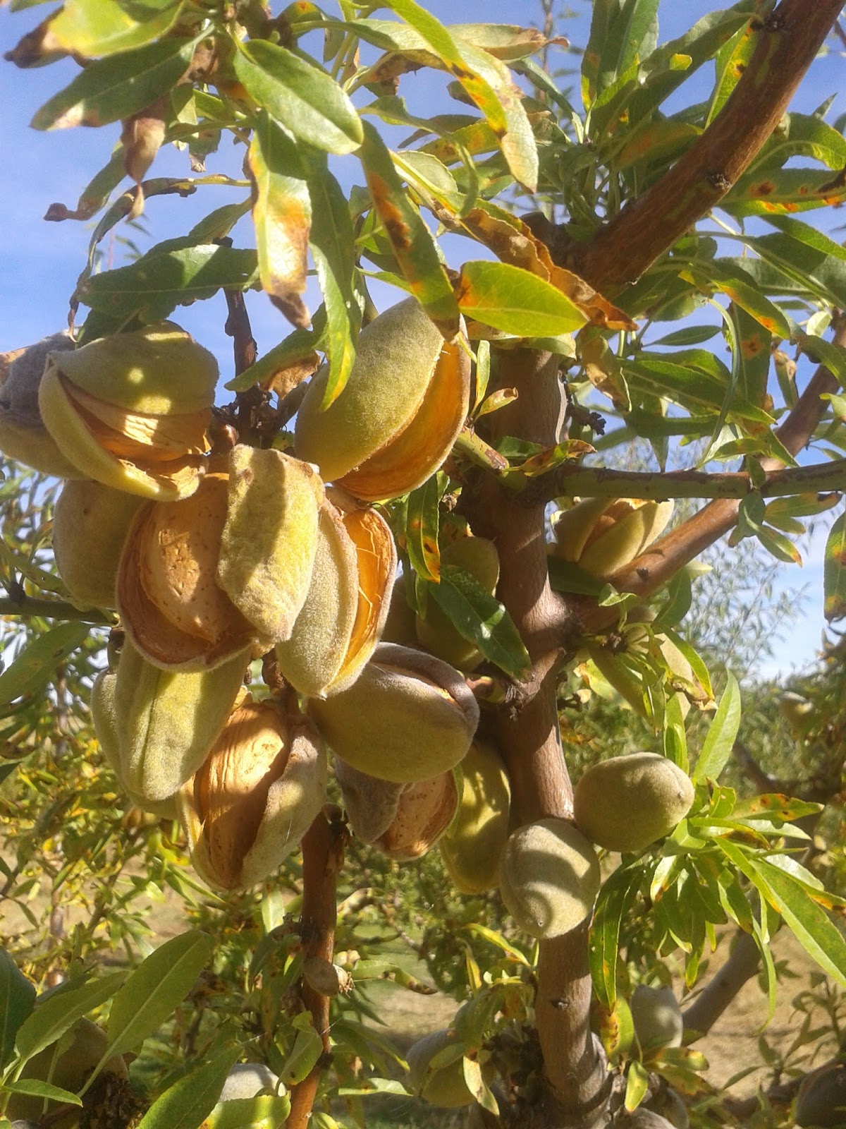 Almendros ecológicos: SE ABRE LA MONDA DE LAS ALMENDRAS