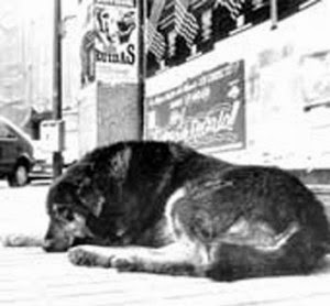 Rufo perro – Reparación del techo de la casa