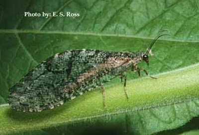 Variety of Life: Polystoechotidae