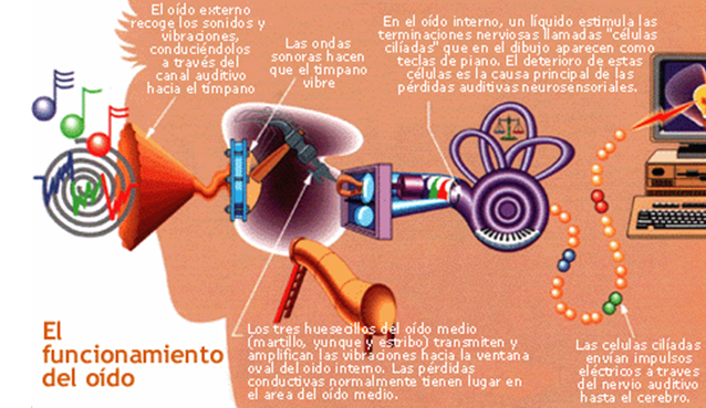 Mecanismos de la percepción, conciencia y atención: 7.3 Audición