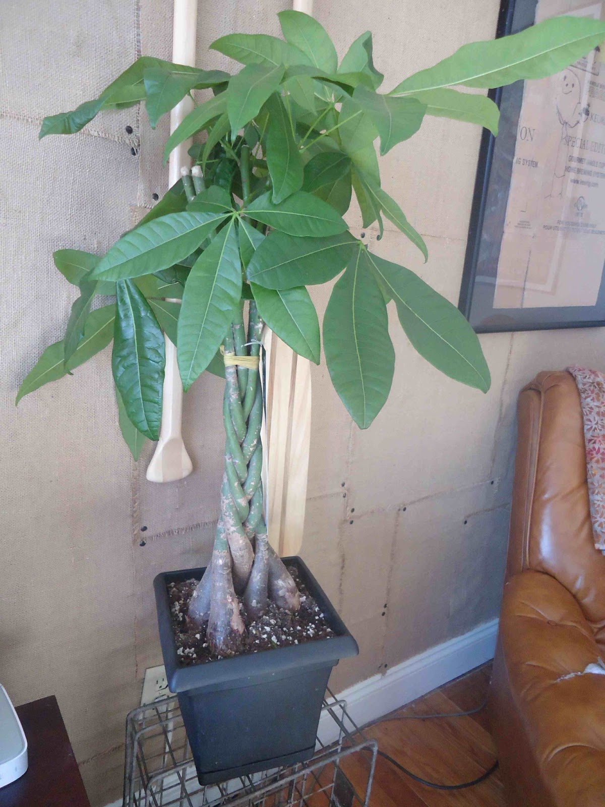 Domesticated Nomad: Monkey Tree