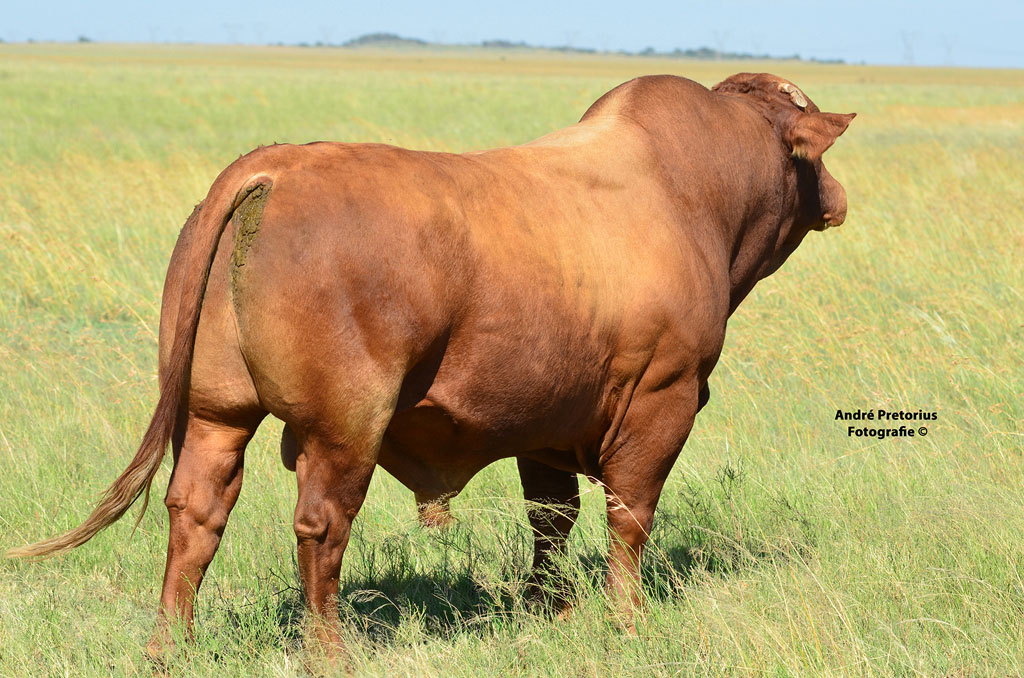 verRAS Jouself: Beefmaster