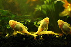 Glonojady!: Glonojad złoty