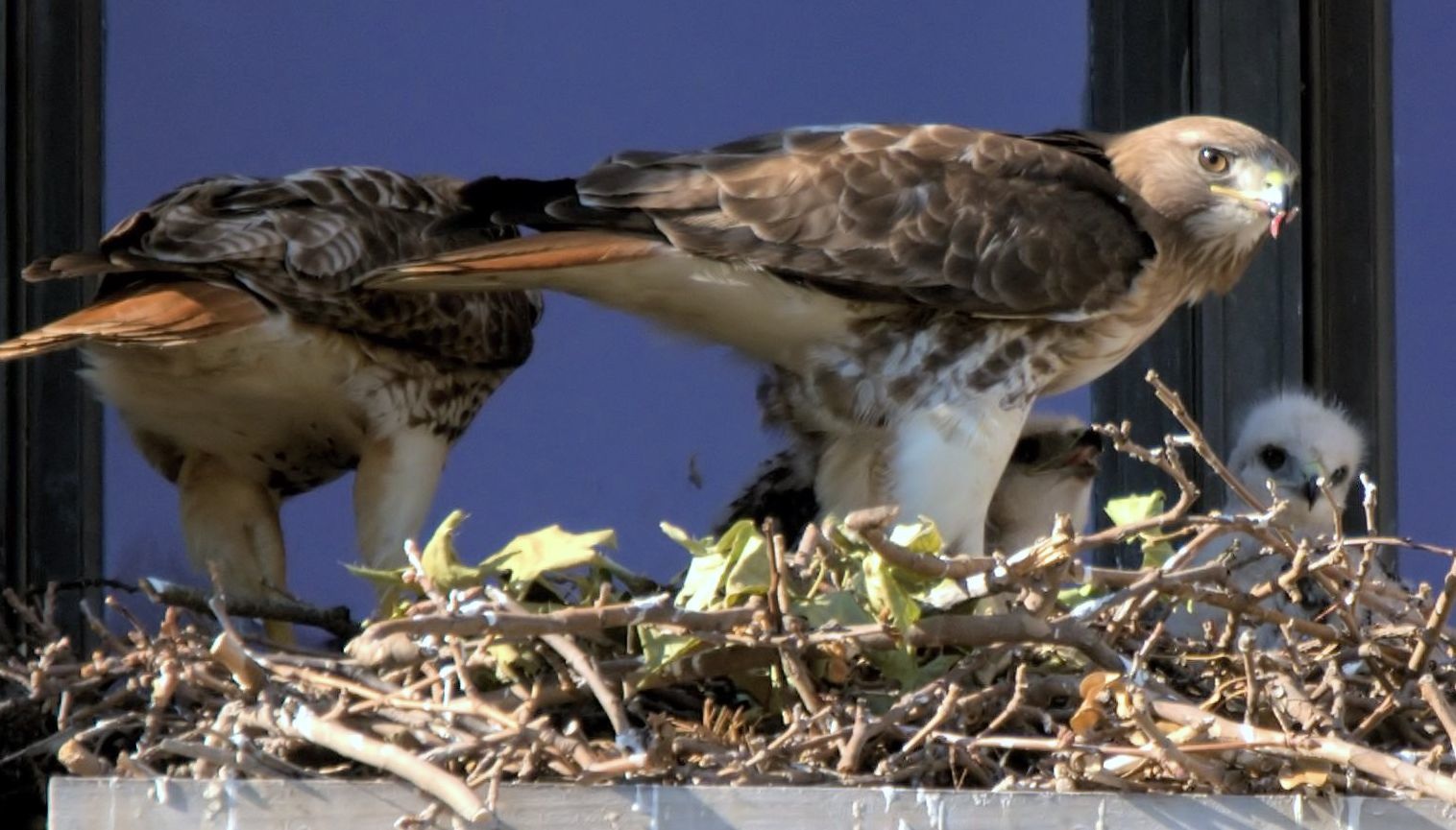Hawkwatch at the Franklin Institute: Come in off the ledge!