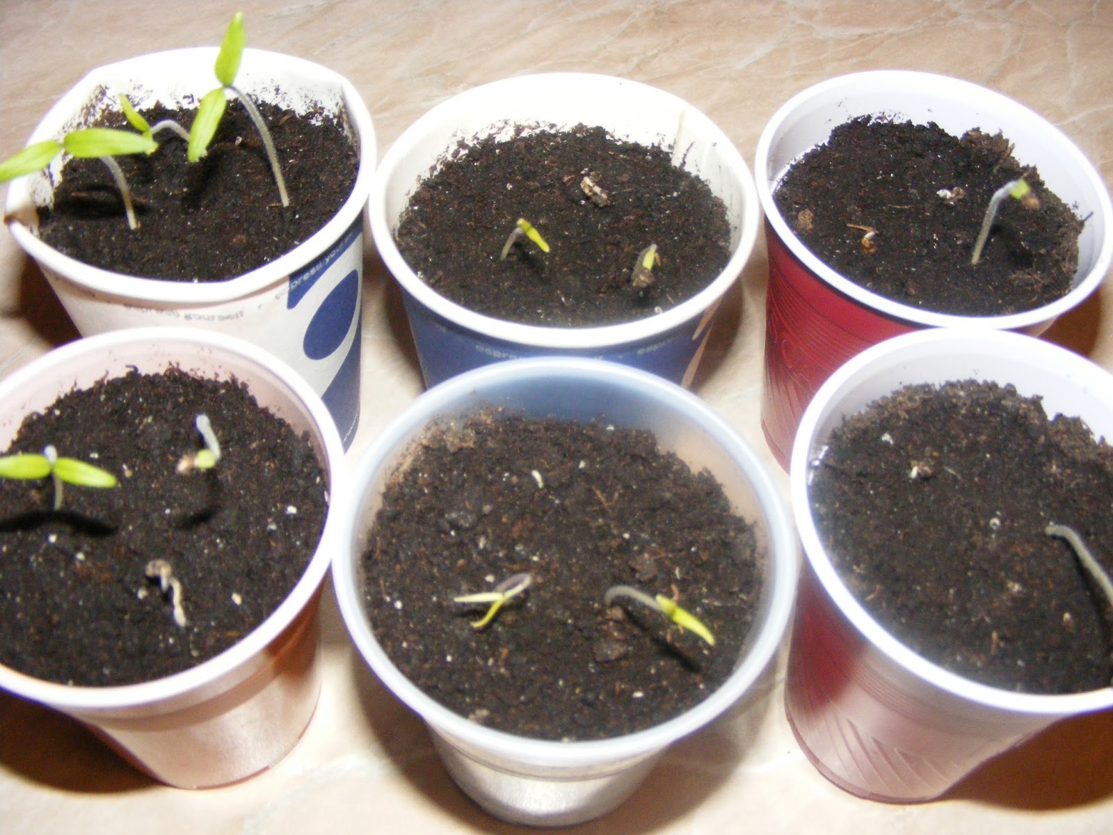 Preparatedevis.ro: Rasad de rosii