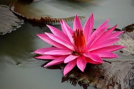 Khasiat Bunga Teratai dan Lotus - Kompasiana.com