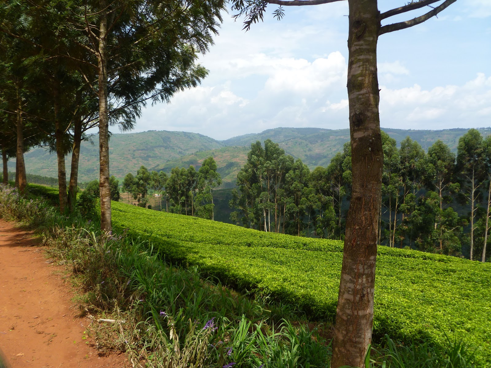 The Kroghs in Kigali!: The Sorwathe Tea Plantation