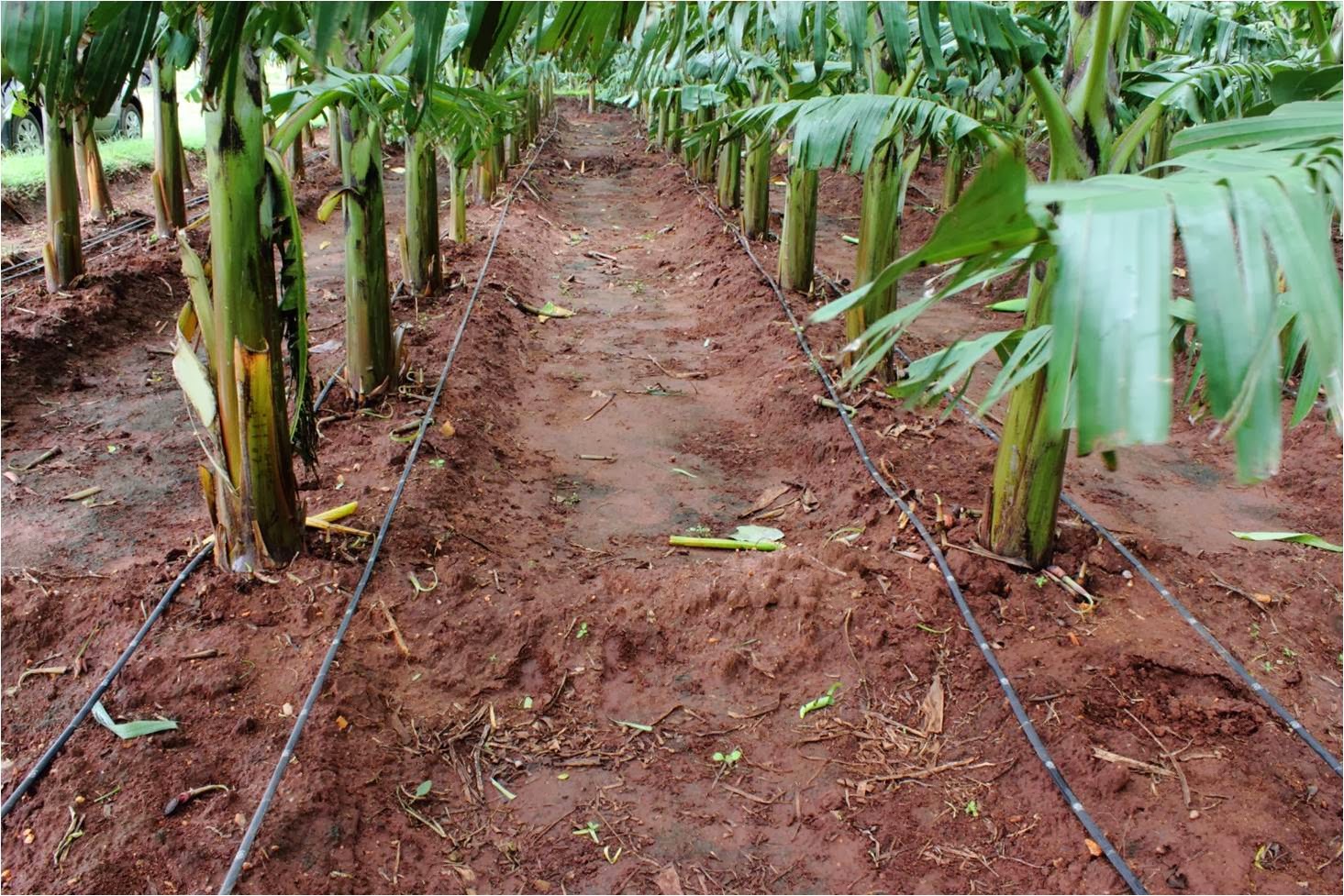 Indian Agriculture: Banana Farming