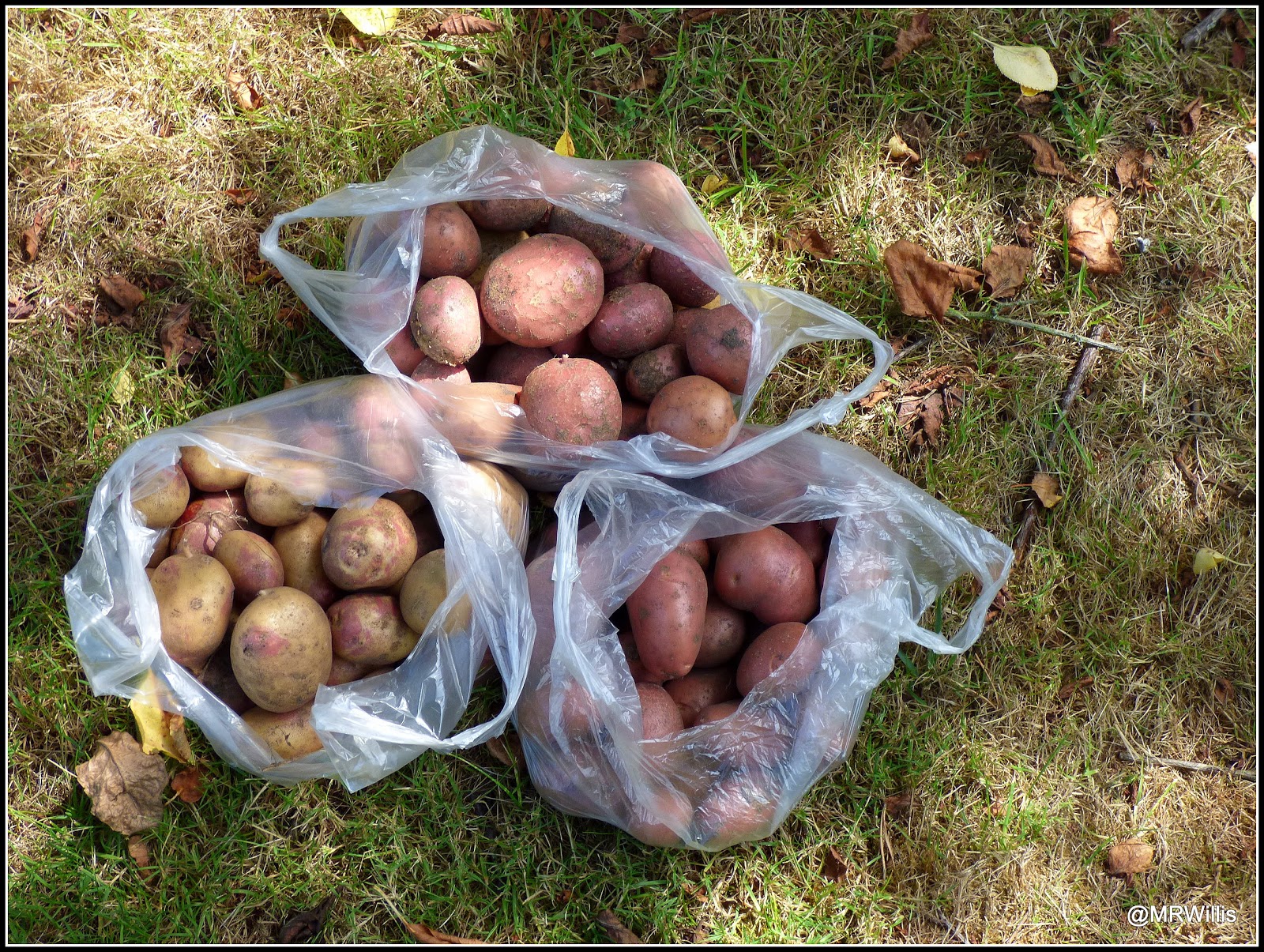 Mark's Veg Plot: Harvesting Maincrop potatoes