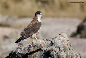 PLAAN : Vencejo Andino - Aeronautes andecolus