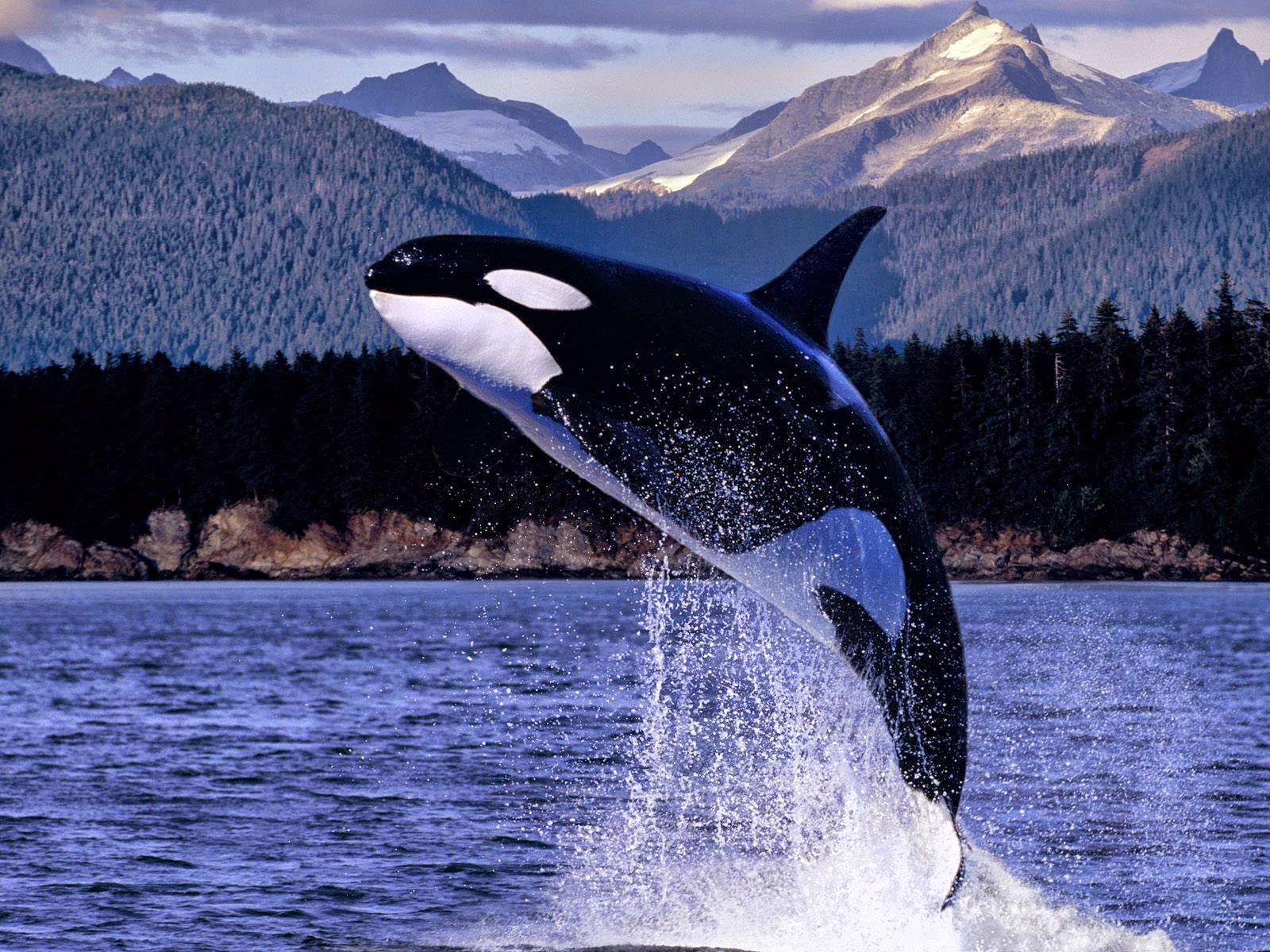 Orca - HD Wallpapers | Earth Blog