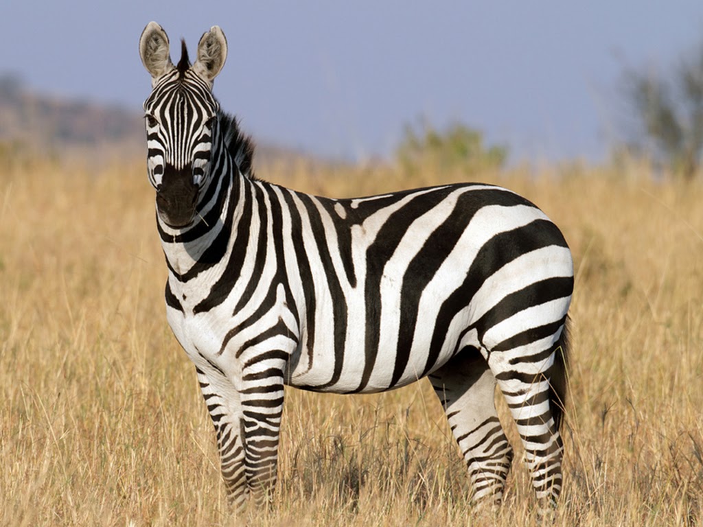 Zebra | The Animals Biography