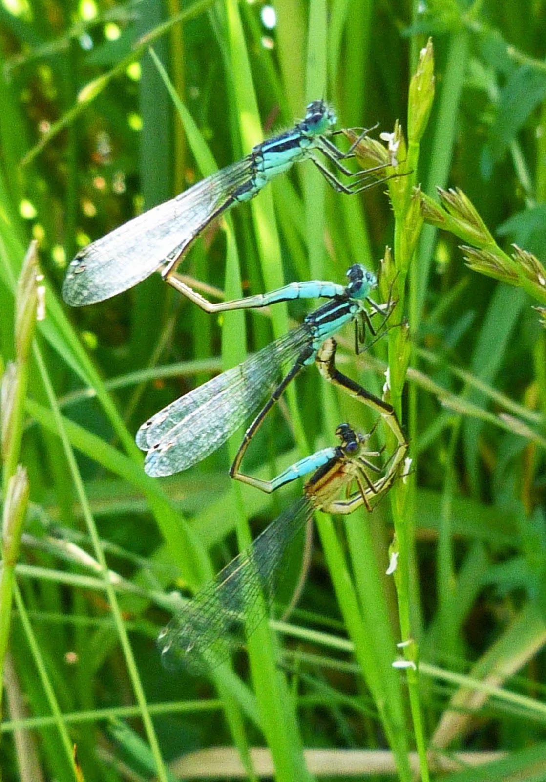 Insects of Scotland: Dragonflies/Damselflies