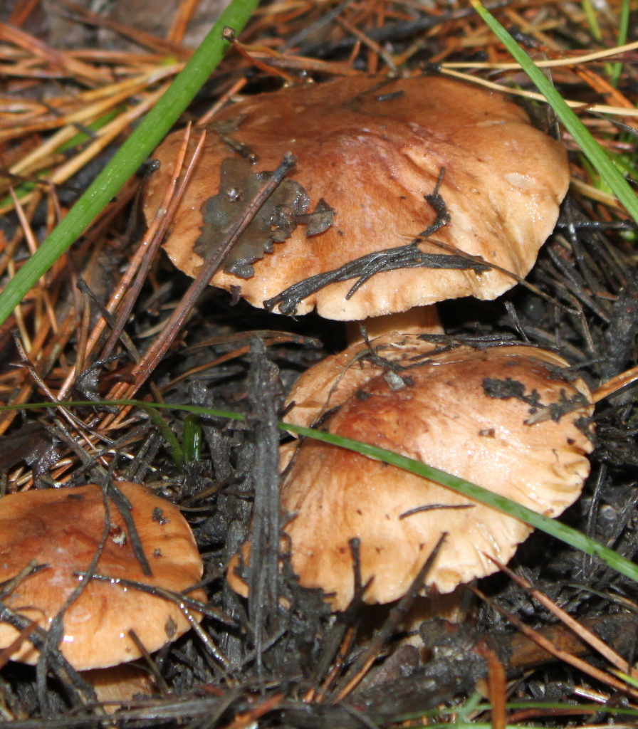 Siberian Life: Something Russian - Mushrooms!