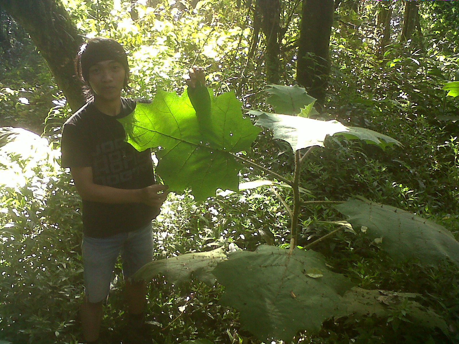 penjelajah alam: DAUN PULUS ,DAN DAUN JELATANG