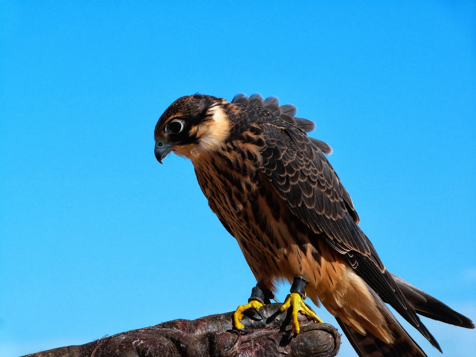 Dehesa de los Alcotanes: Soltando pihuelas