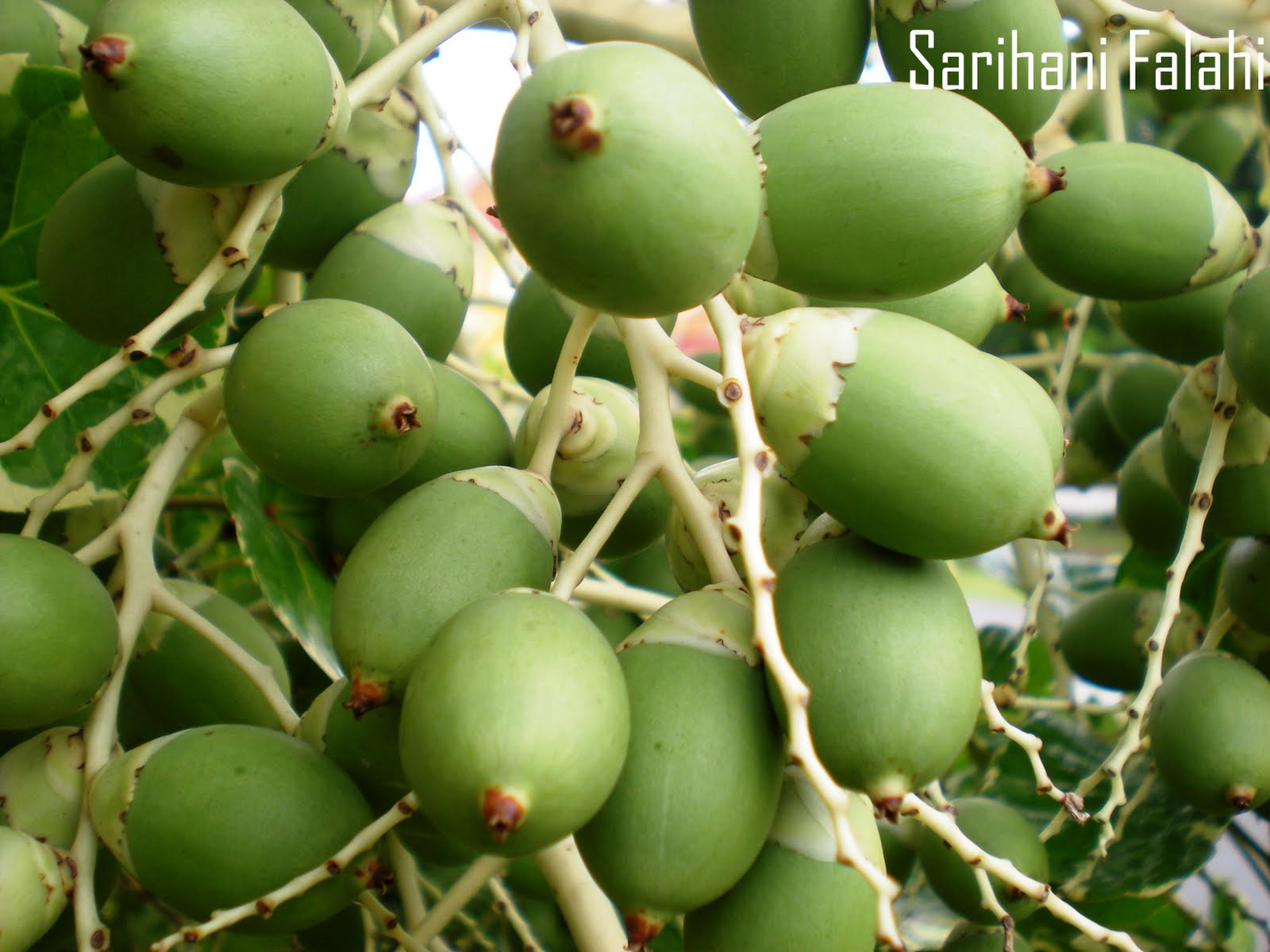 Ramuan mengencangkan buah dada ~ gerobak tanah tua