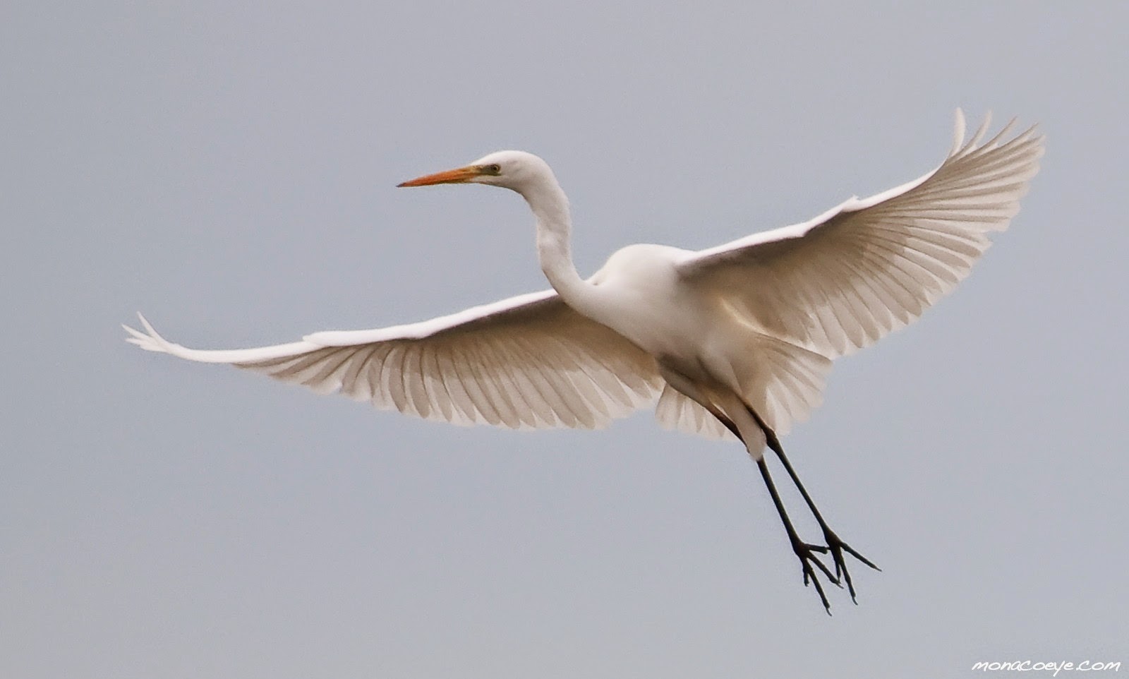 Bellas Aves de El Salvador: Ardea alba (garza blanca) Residente y ...