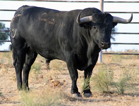 TORO PRENSA PERU: VALENCIA presenta los toros de MIURA y VICTORINO