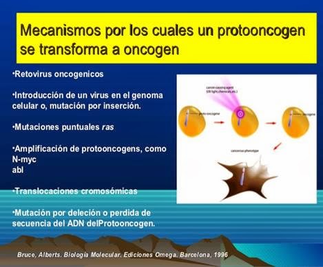 NEOPLASIAS: MECANISMOS DE LOS PROTOONCOGENES, ONCOGENES y GENES SUPRESORES