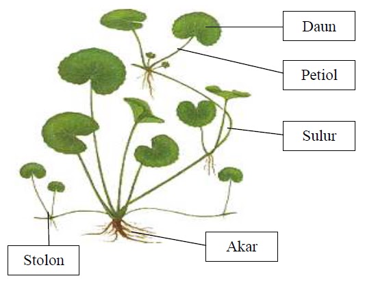 Peningkatan Produksi Centellosida pada Pegagan (Centella asiatica)