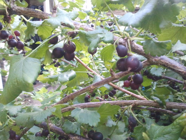 Home Grown and Wild: Home Grown in Grantham (Jostaberry Jam)