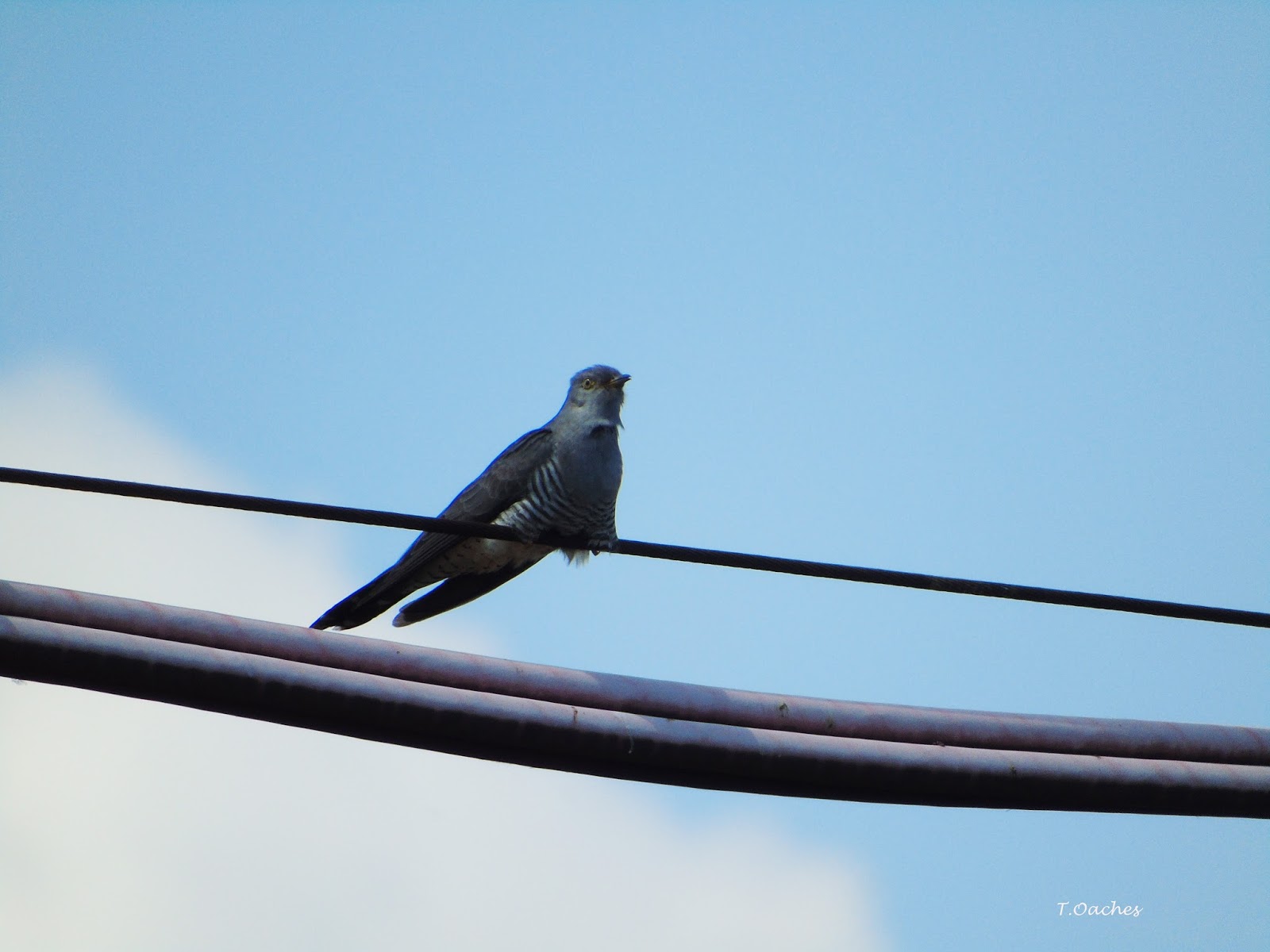 PASARI DIN ROMANIA: CUCUL (1), Cuculus canorus