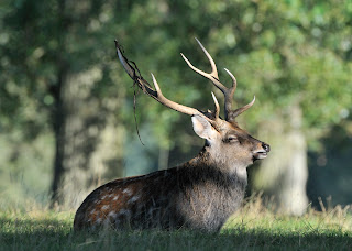 Back In Birdland: Oh 'Deer' I'm getting 'Sika' of these early starts!