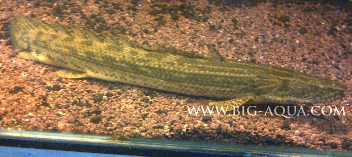 KOLIBA BICHIR ~ Big Aqua