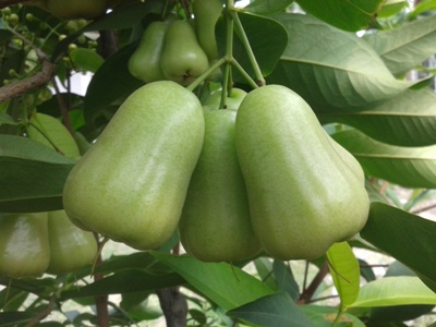 Bermacam Varietas Jambu Madu Deli - adenalfi: Info Dan Lingkungan