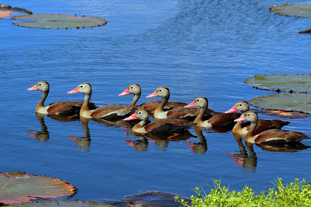 Bellas Aves de El Salvador: Dendrocygna autumnalis (pichiche o pishishe ...